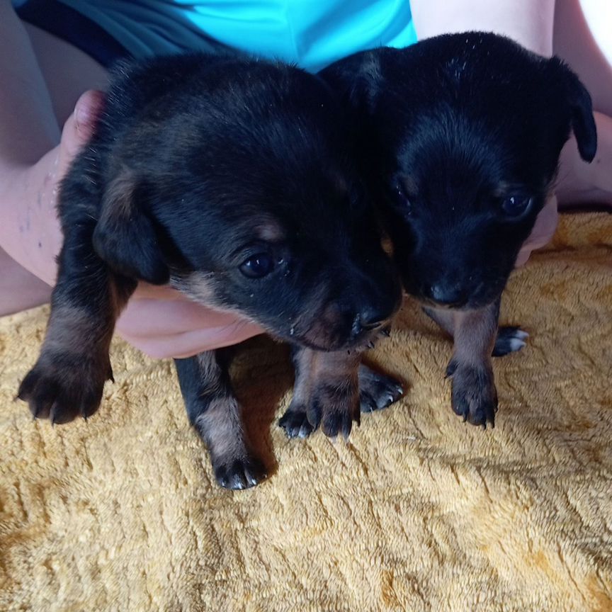 Кроличья такса