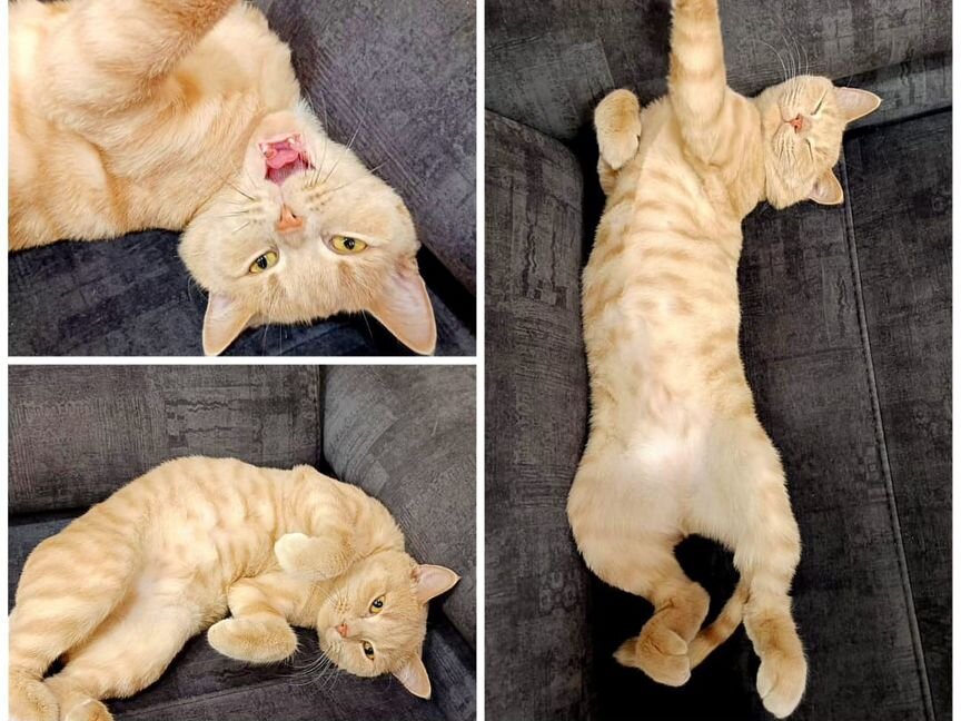 Отдам домашнего котика в добрые руки