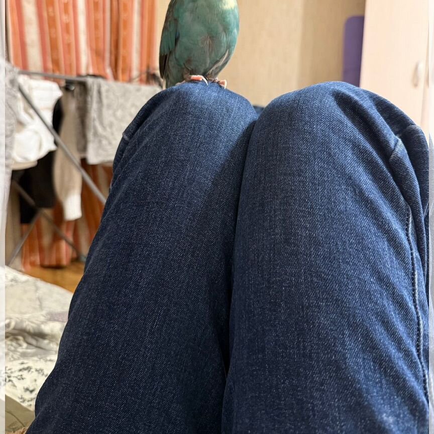 Попугай какарик ручной