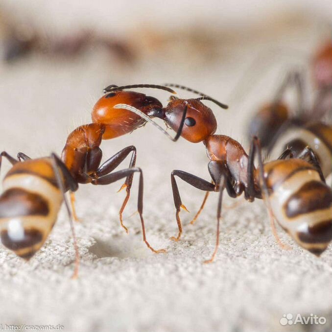 Муравьи Camponotus nicobarensis