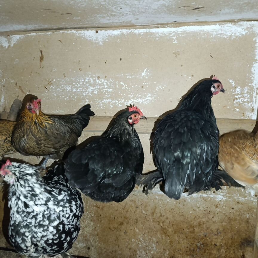 Куры бинтамки ситцевые