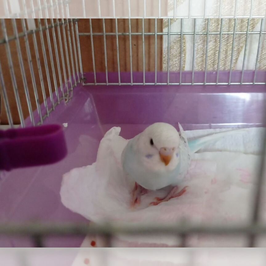 Ищу мальчика моей девочке