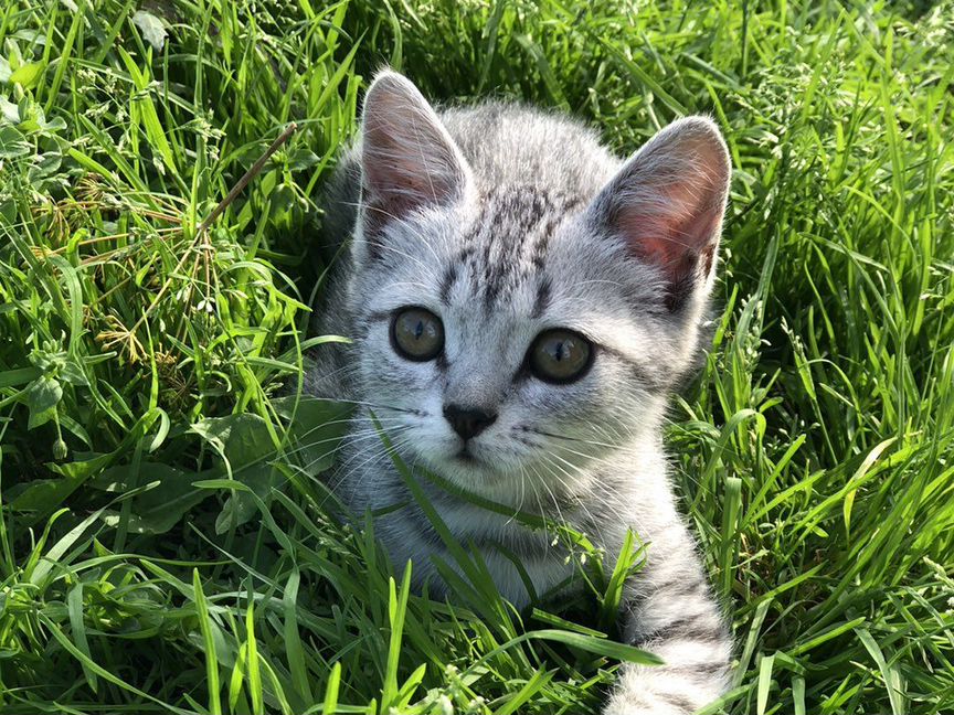 Египетская мау