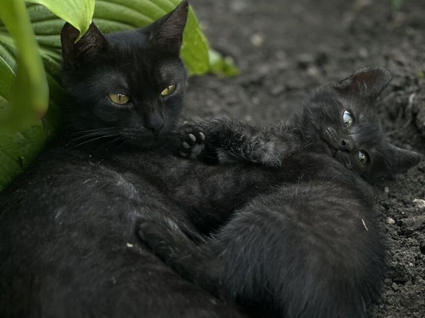 Котята в добрые руки