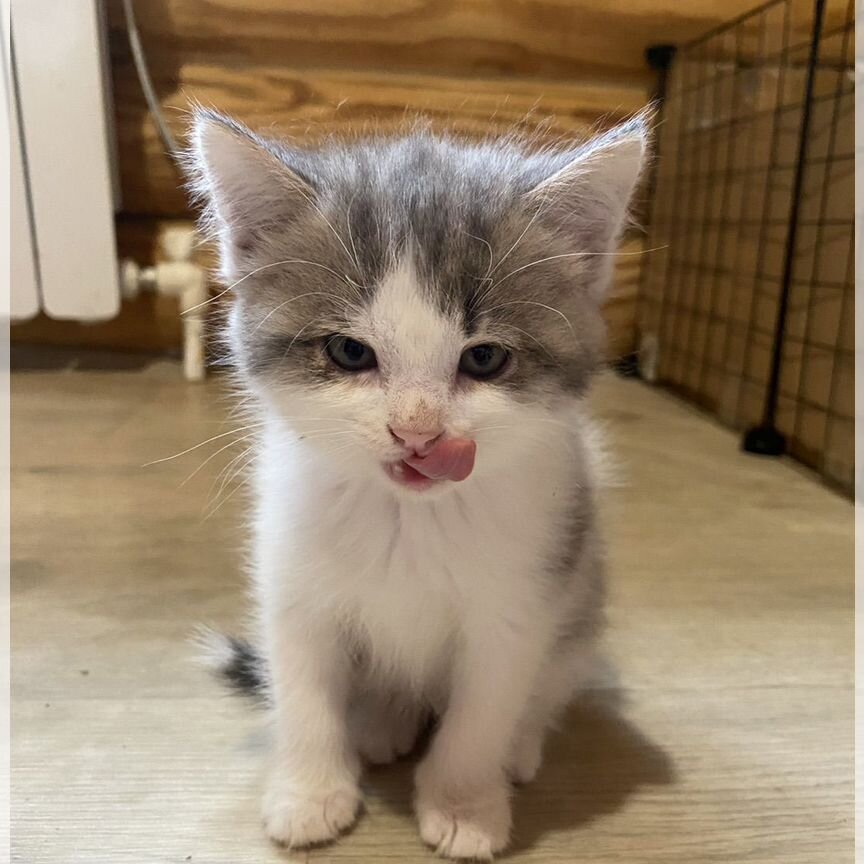 Котёнок в добрые руки