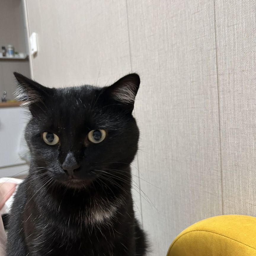 Кот в добрые руки