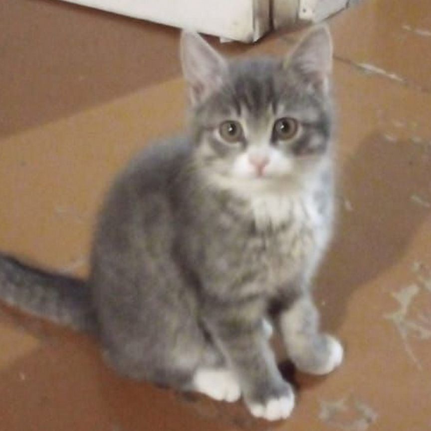 Котёнок в добрые руки