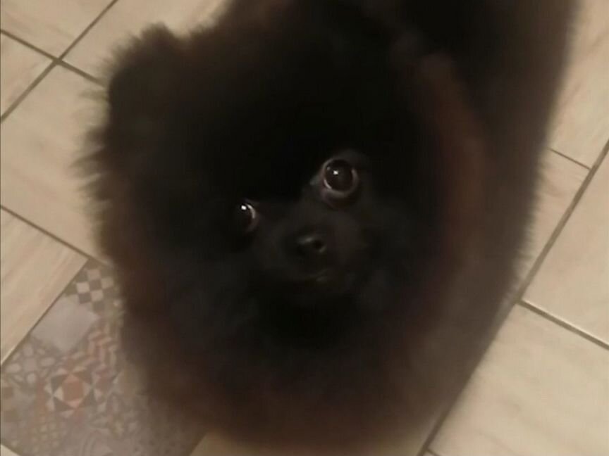 Чёрная красавица. Кристи