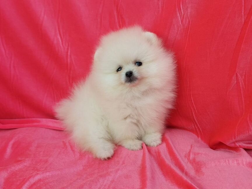 Померанский шпиц медвежьего типа