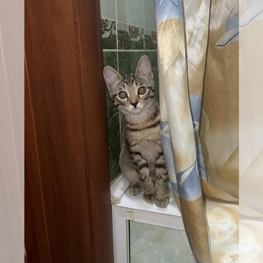 Отдам ласковую кошечку в добрые руки (6 месяцев)
