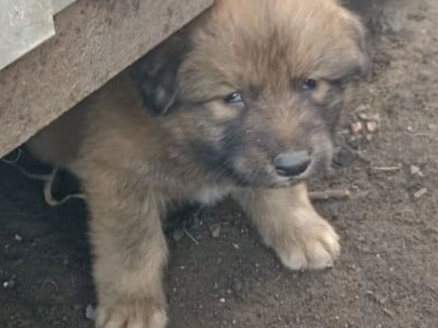 Щенки погибают на улице в области