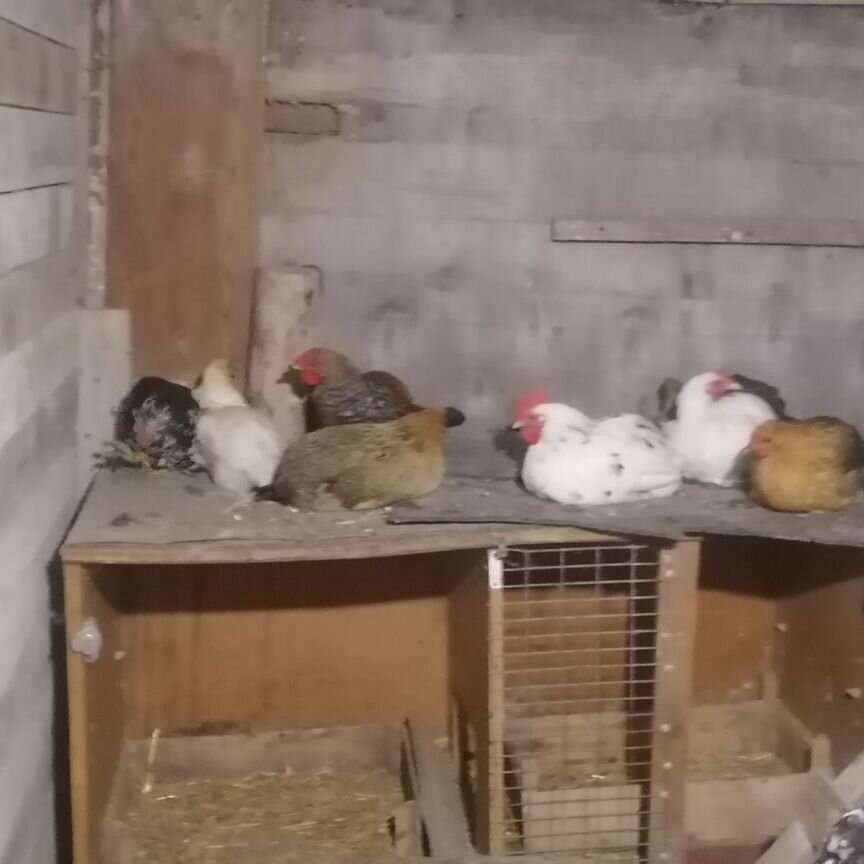 Карликовые Курочки и петушки