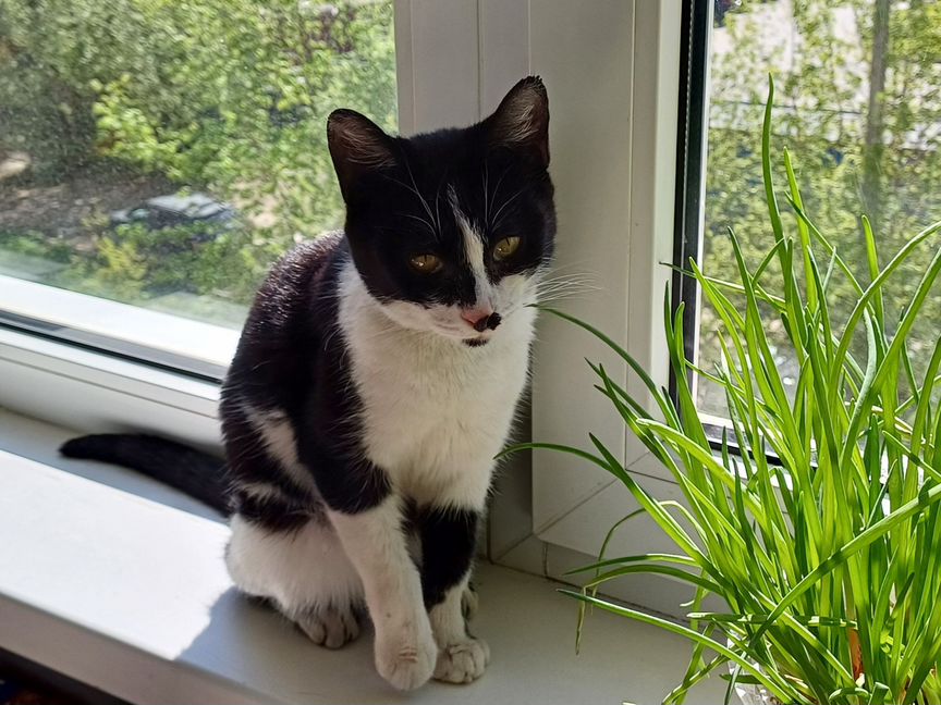 Котёнок