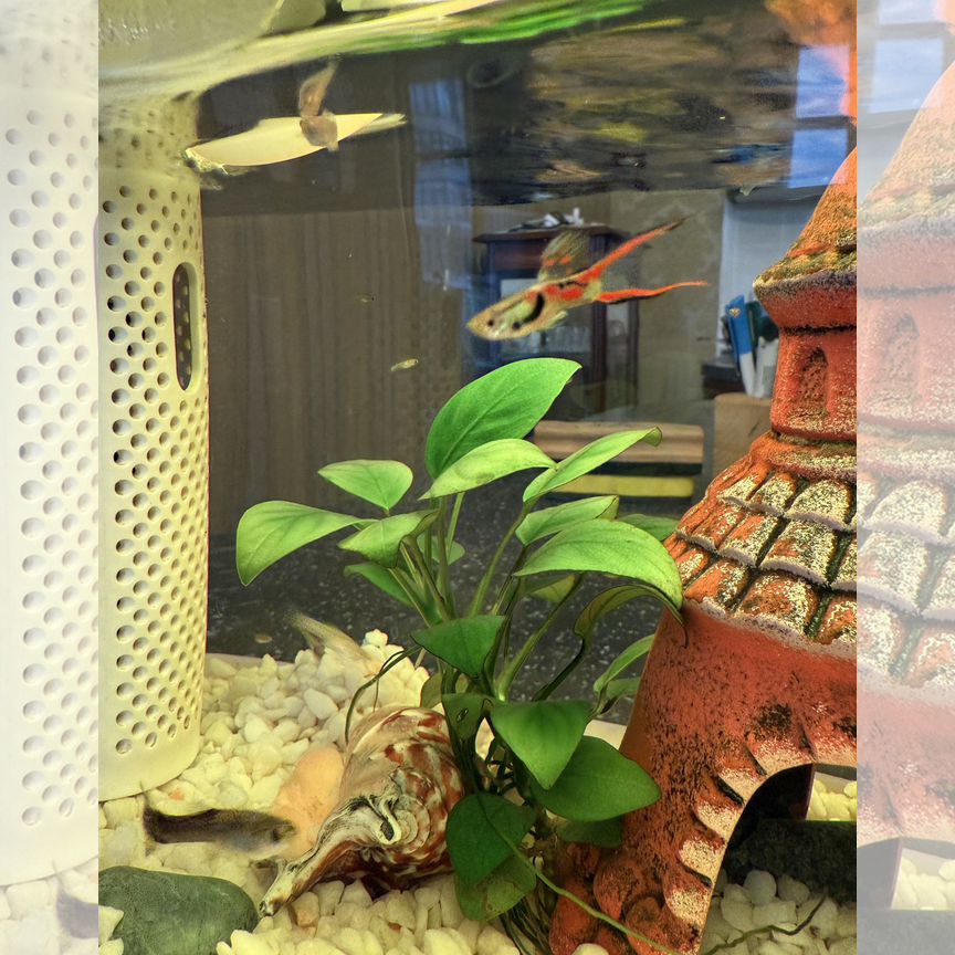 Мальки и подростки гуппи Эндлера