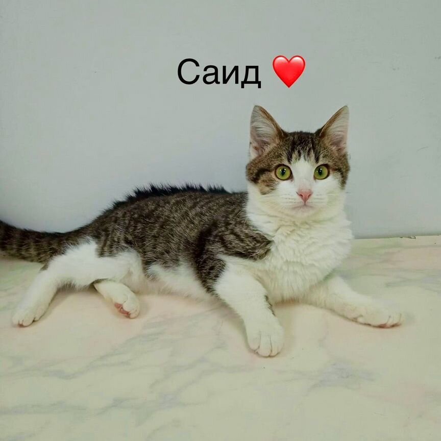 В поиске дома