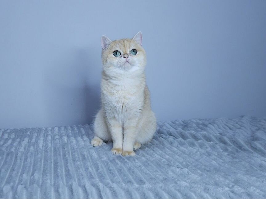 Кошка золотая шиншилла