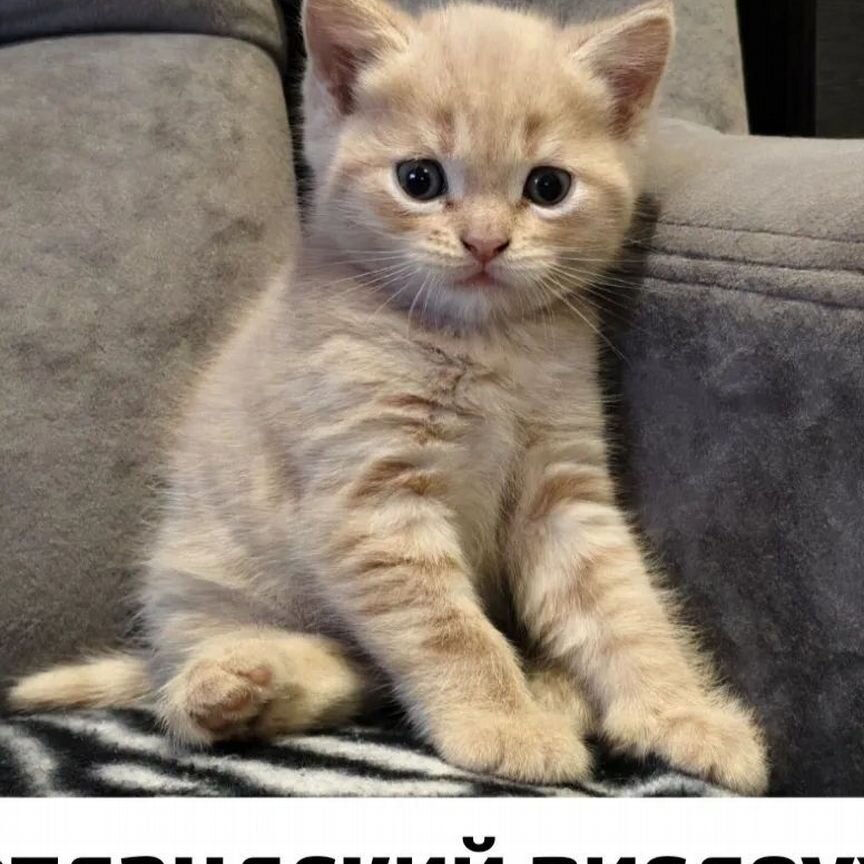 Шотландский вислоухий короткошёрстный котёнок