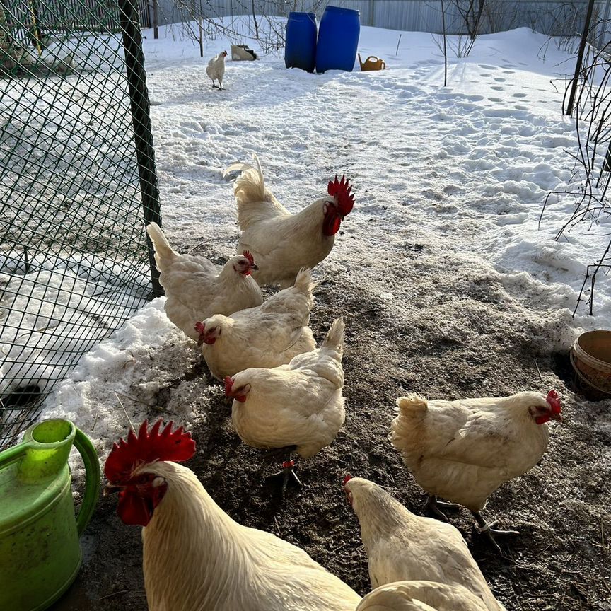 Куры бресс гальские