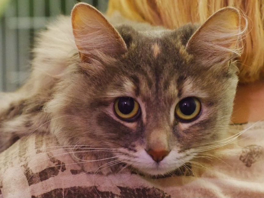 Кошки в добрые руки