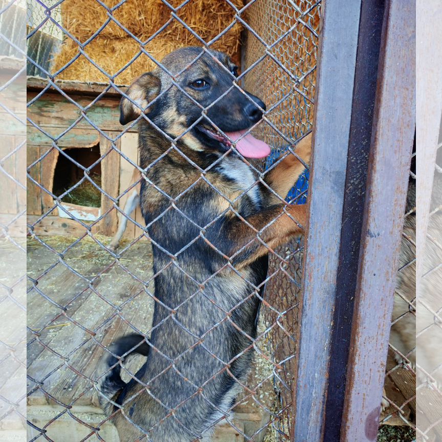 Щенок мальчик