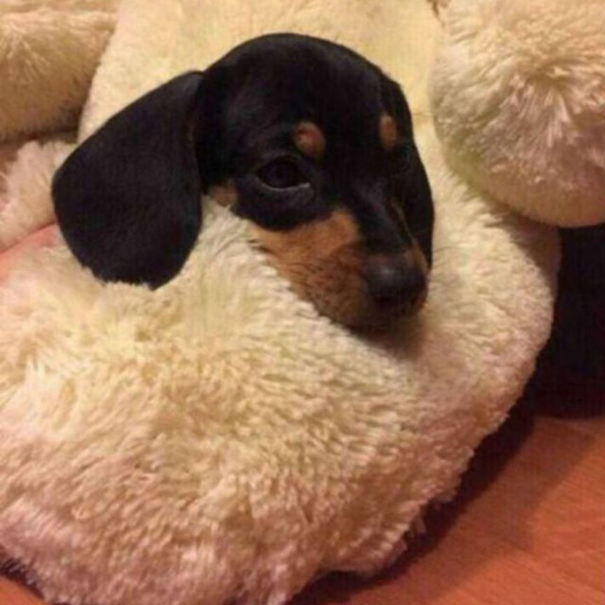 Щенки таксы