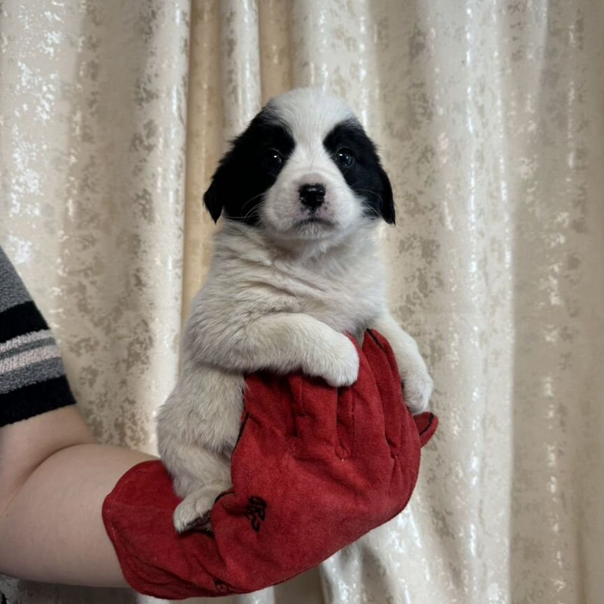Крошка щенок в приюте