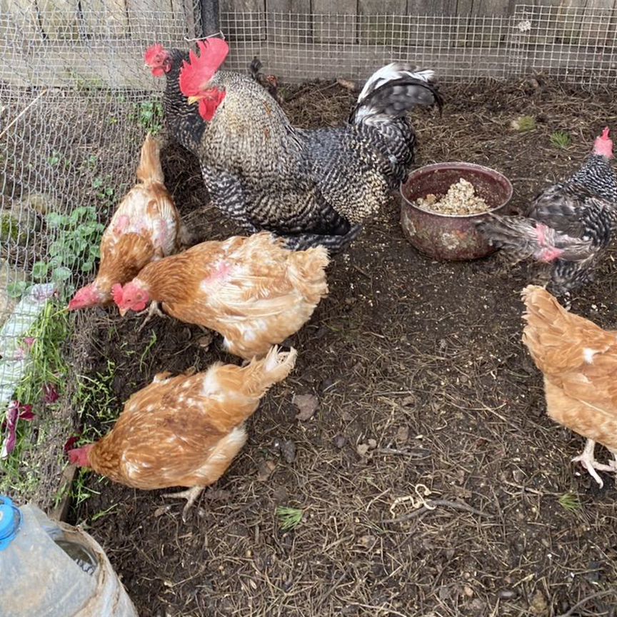 Куры несушки семья с петухом