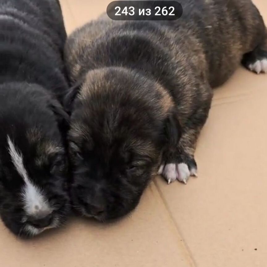 Чинук, щенок