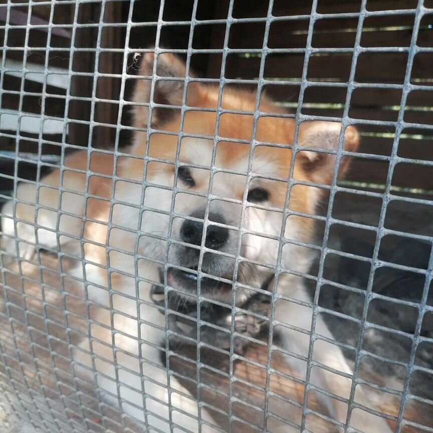 Японская акита