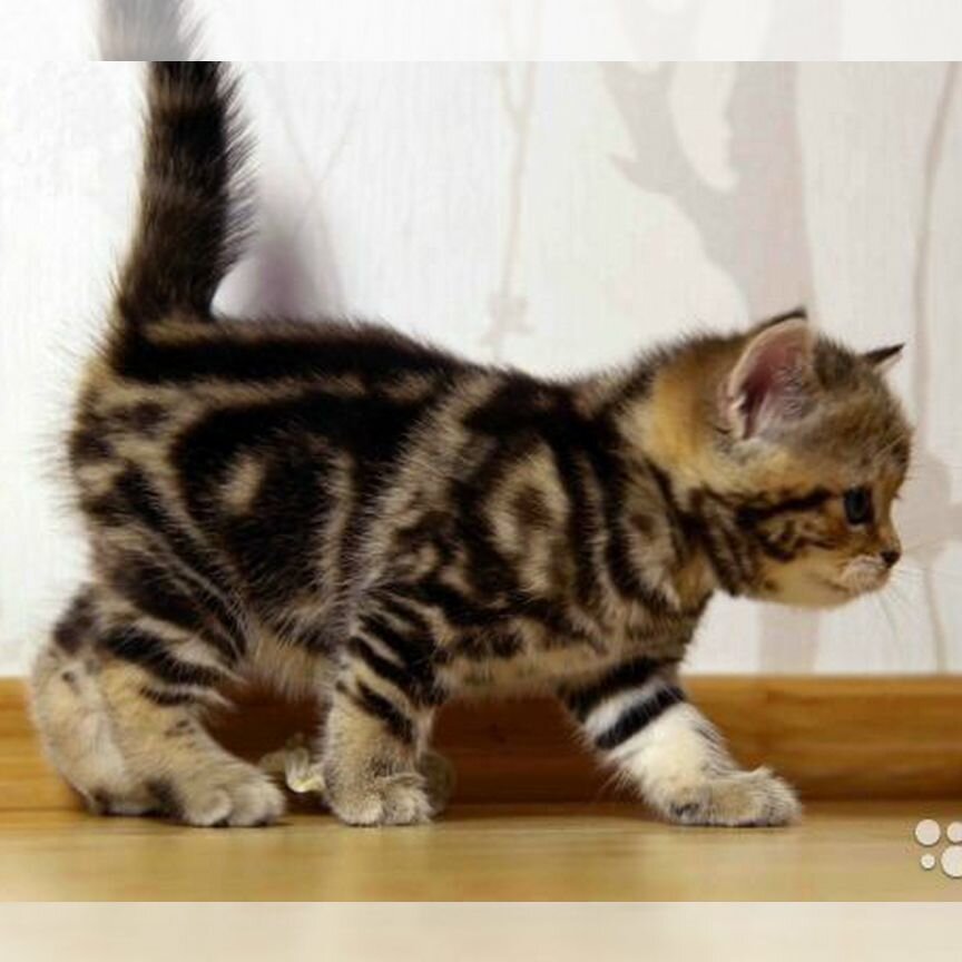 Британский короткошёрстный котёнок
