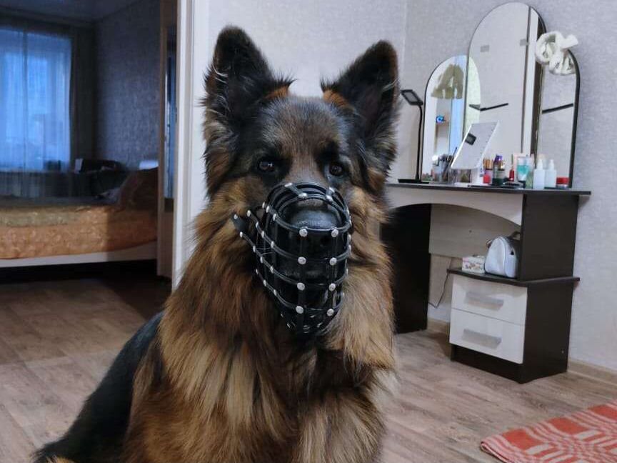 Намордники