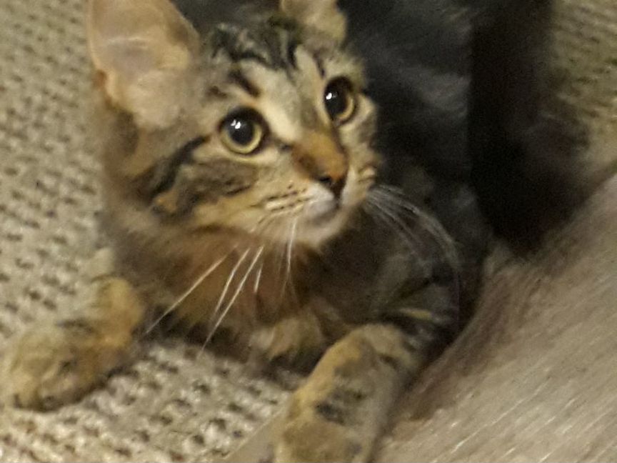 Котёнок 4 месяца, Симона