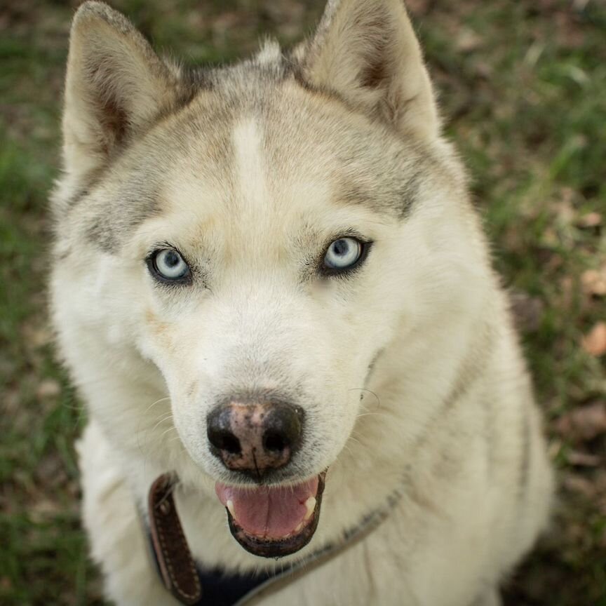 Сибирский хаски Скай