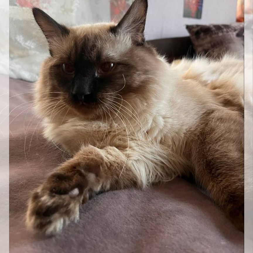 Рэгдолл котёнок