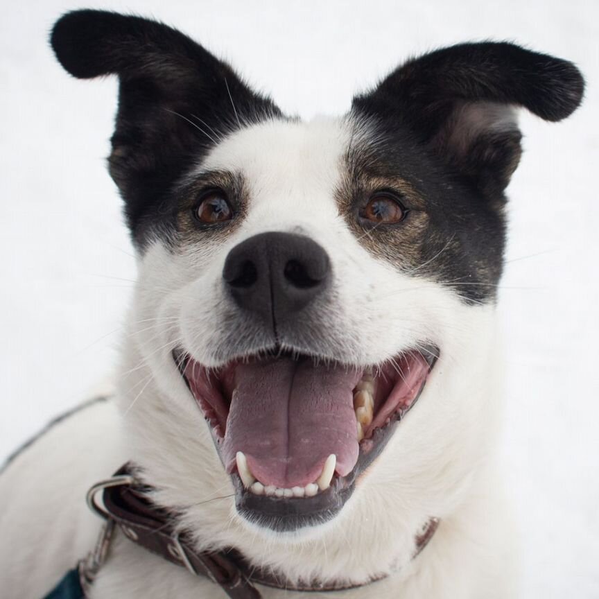 Нежная Мила в добрые руки