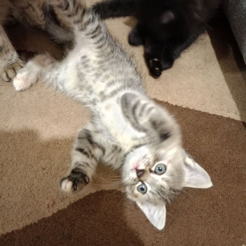 Новогодний котёнок