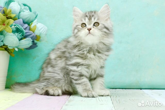 Хайленд страйт кошечка серебристый тигровый ns22