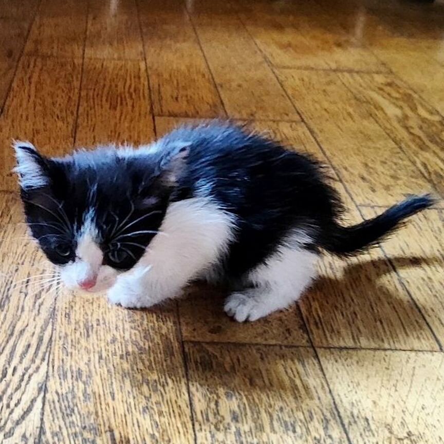 Котенок девочка в дар