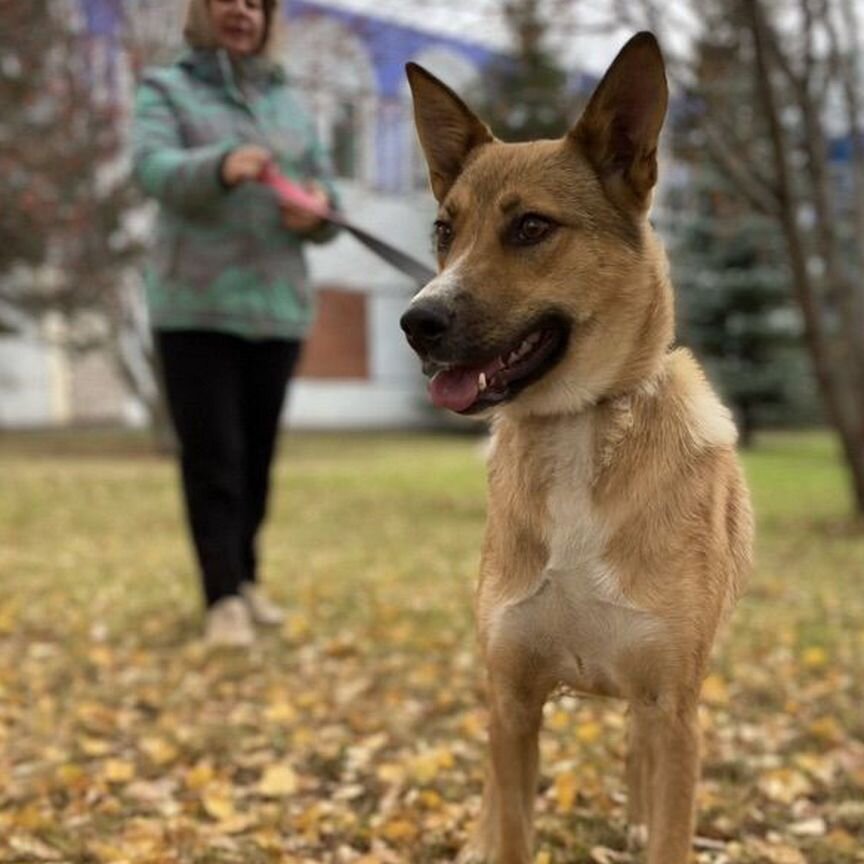 Собака в добрые руки