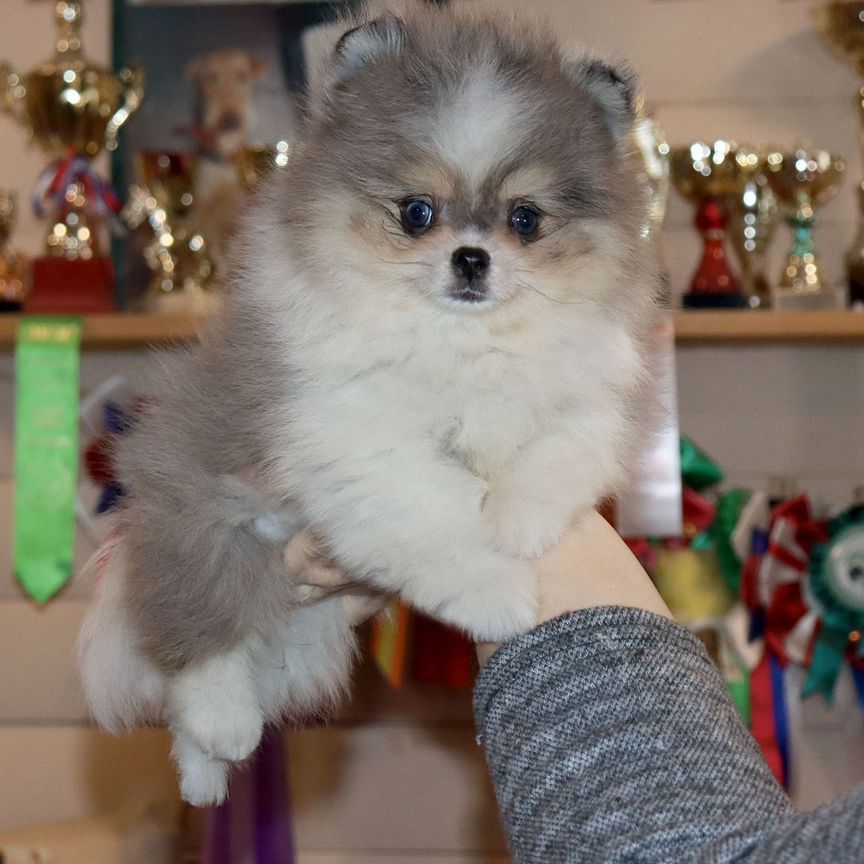 Эксклюзивчик. Мраморный Шпиц3 мес
