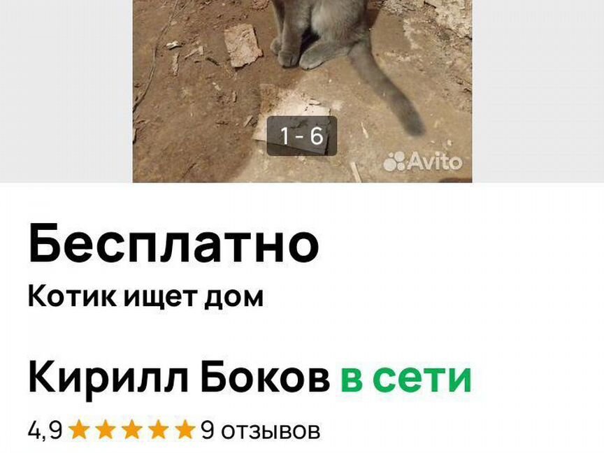 Кошка очень голодная