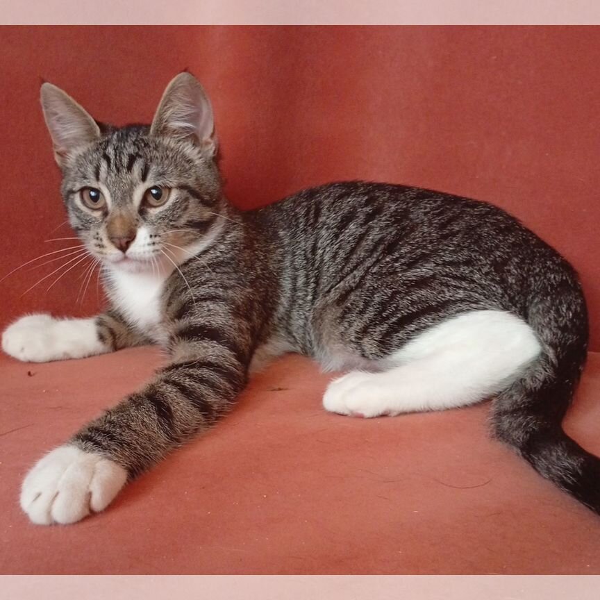 Котёнок в добрые руки