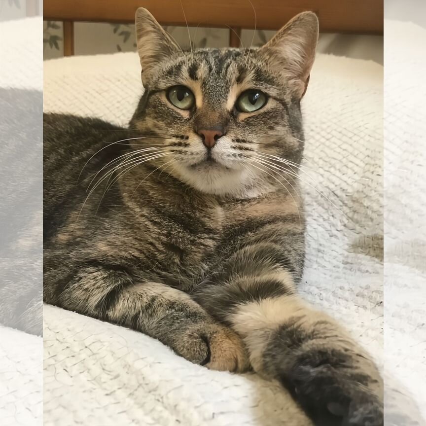 Взрослая кошка в добрые руки