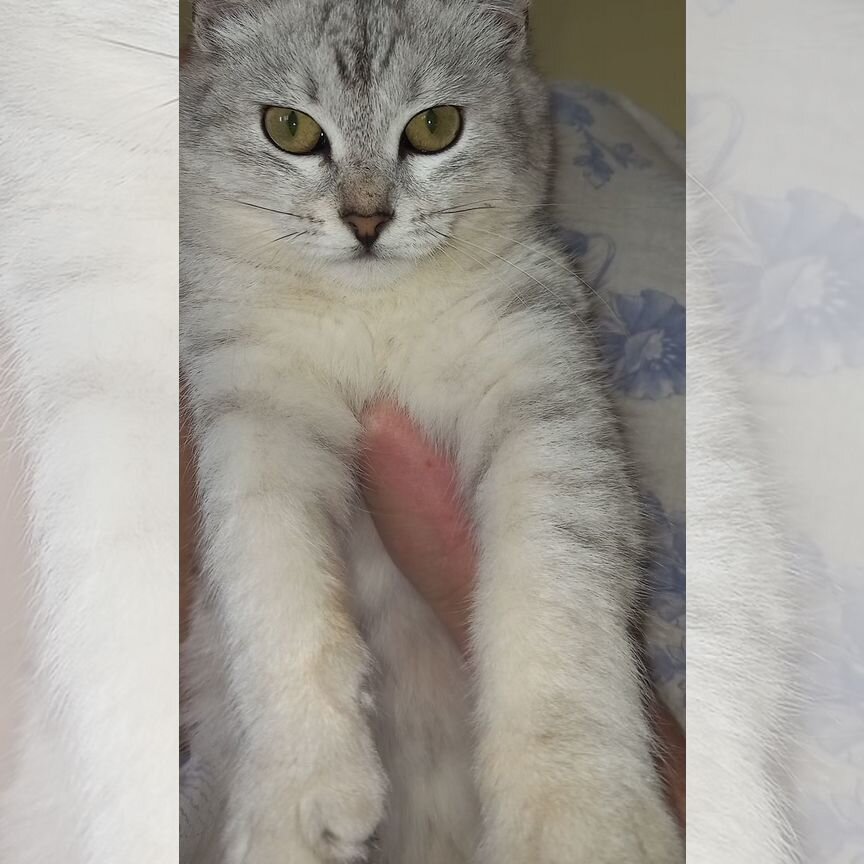 Отдам бесплатно взрослую кошку британку