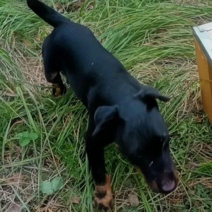 Немецкий охотничий терьер, взрослый пёс