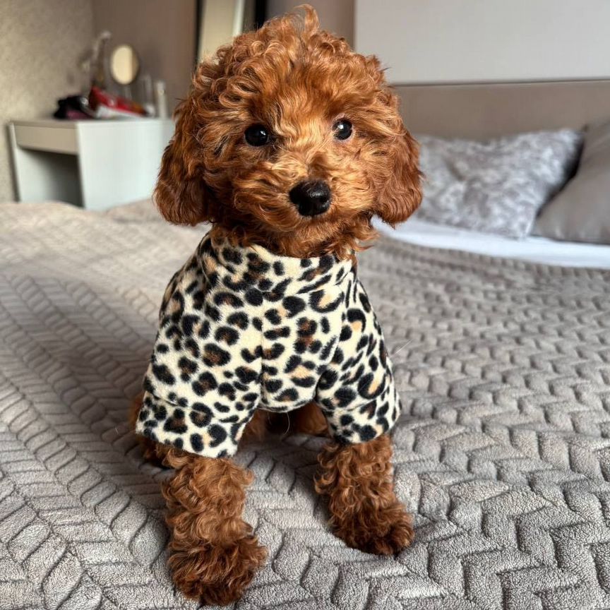 Той-пудель, щенок