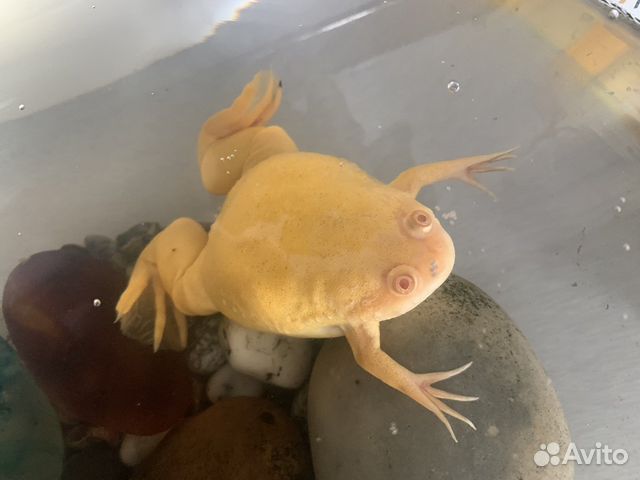 Лягушка абжорка