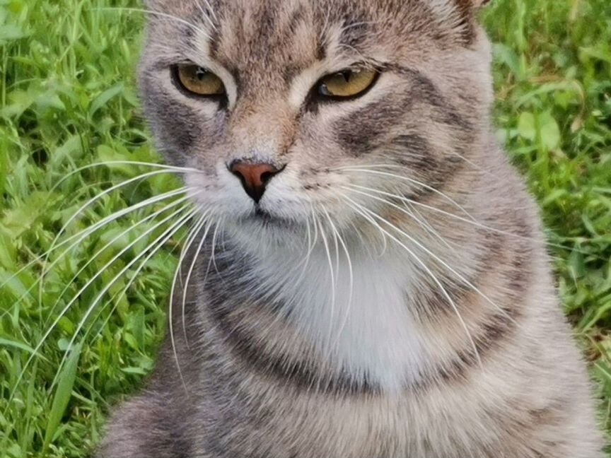 Котик бобтейл