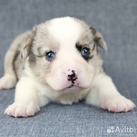 Вельш корги кардиган, роскошный парень