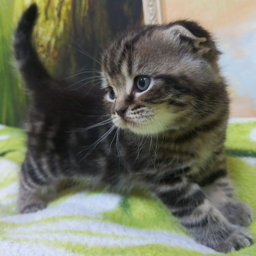 Шотландский вислоухий короткошёрстный котёнок